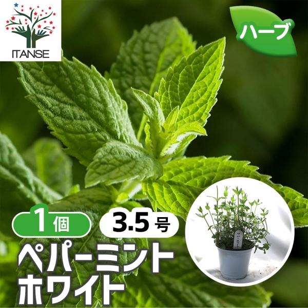 ハッカの香りでなじみ深いハーブ。世界中で一番多く利用されているハーブと言われています。ガーデニング初心者でも簡単に育てることができます。ミントの中でも人気がありすっきりとした強い香りがある代表的な品種です。メンソールの成分が入っているため、...