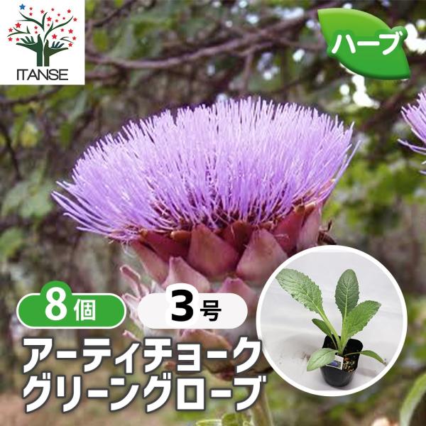 学名：Cynara scolymusアーティチョークは、キク科チョウセンアザミ属の多年草。和名はチョウセンアザミ。若いつぼみを食用とする。地中海沿岸原産。日本ではあまり馴染みがありませんが、ヨーロッパやアメリカではハーブというよりポピュラー...