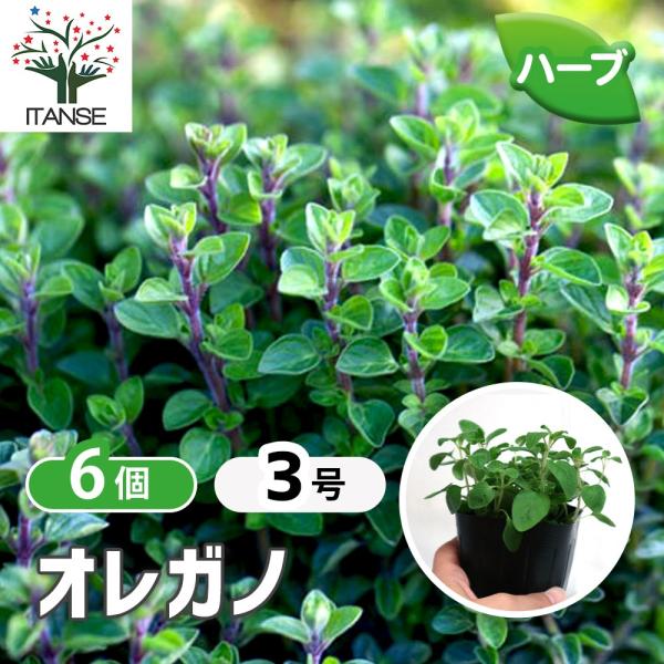 オレガノは料理に使われるハーブとして知られますが、ハナハッカという和名のように、花も美しい多年草です。直立した茎の先端に、赤紫色の苞に包まれた淡紅色の小花が球状に集まり、次々に咲きます。シソ科ハッカ属の多年草学名：Origanum vulg...