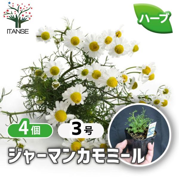 学名：Matricaria chamomilla（M. recutita、Chamomilla recutita）和名：カミツレ　英名：chamomileその他の名前：カモミール、カモマイル、ワイルドカモミール、ドイツカミツレ科名 / 属名...