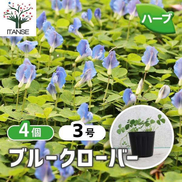ブルークローバーは、葉がクローバー(シロツメクサ)によく似ている青い花を咲かせる品種です。草丈は短く10cmぐらいまでで、地を這うようにほふくして横に伸びます。そのため、グラウンドカバーや吊り鉢(ハンギング)に向いています。花壇やコンテナの...