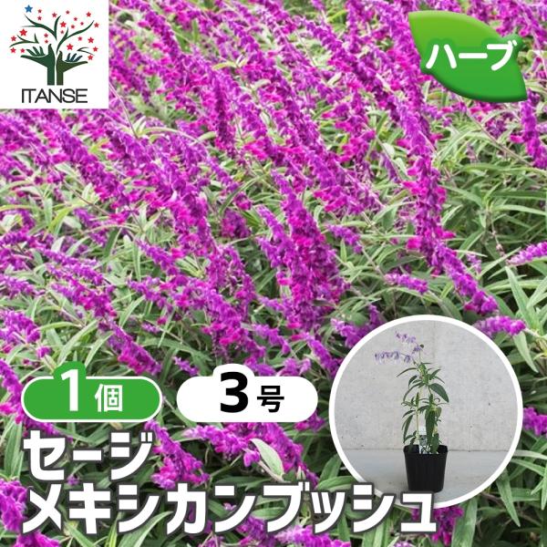 メキシカンブッシュは、メキシコ原産の観賞用のセージです。ガクの部分が、もふもふとしたベルベットのような質感を持っているため、ベルベットセージとも呼ばれています。一度植えると毎年咲く丈夫さが魅力で、秋になると、紫の花穂が斜め上に伸びる姿は見事...