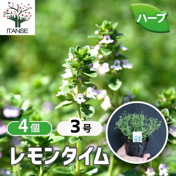 レモンに似た柑橘系の独特の香りと風味があります。「ブロードリーフタイム」と「コモンタイム」との種間交雑種です。水はけの良い土と風通りの良い所で育ててください。寒さにはとても強いですが、夏の高温多湿を嫌います。夏に蒸れる事が多いので、枝をすく...