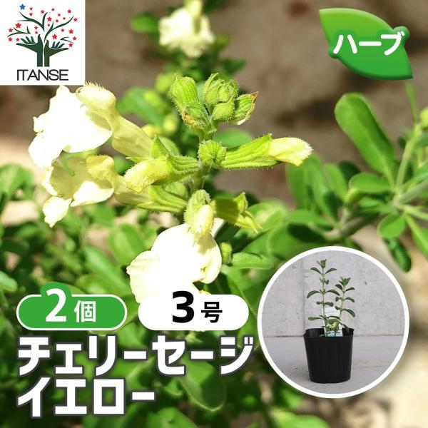チェリーセージは、葉や花に、フルーティな甘い香りがする品種です。ガクは明るいライムグリーンで、花びらは白に近いイエローなので、爽やかな花姿が楽しめます。植えっぱなしで初夏から秋までの長期間開花するので、お気軽にガーデニングが楽しめます。また...
