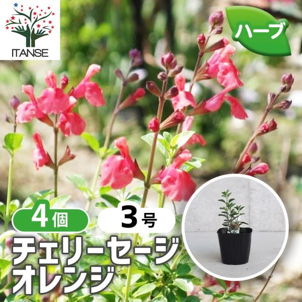 チェリーセージは、葉や花に、フルーティな甘い香りがする品種です。ガクはピンクがかった緑色で、花びらはオレンジというよりもピンクに近く、可愛らしい雰囲気です。植えっぱなしで初夏から秋までの長期間開花するので、お気軽にガーデニングが楽しめます。...