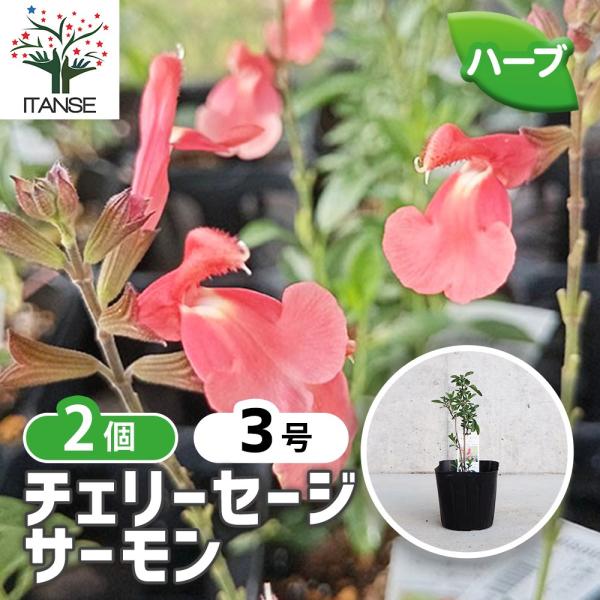 チェリーセージは、葉や花に、フルーティな甘い香りがする品種です。ガクはくるんだ黄〜オレンジ色で、花びらは淡いサーモンピンク色をしています。植えっぱなしで初夏から秋までの長期間開花するので、お気軽にガーデニングが楽しめます。また、葉をハーブテ...