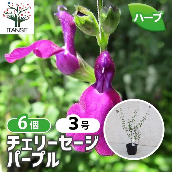 チェリーセージは、葉や花に、フルーティな甘い香りがする品種です。ガクは明るい新緑色で、鮮やかな紫の花びらがとてもよく映えます。植えっぱなしで初夏から秋までの長期間開花するので、お気軽にガーデニングが楽しめます。また、葉をハーブティーに、花は...