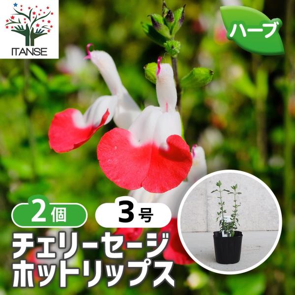 チェリーセージは、葉や花に、フルーティな甘い香りがする品種です。花がユニークで、季節によって配色は変化します。赤一色になったり、赤と白の複合になったりと、色合いの変化が楽しめます。植えっぱなしで初夏から秋までの長期間開花するので、お気軽にガ...