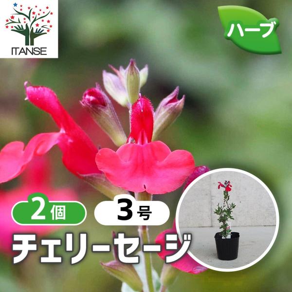 チェリーセージは、葉や花に、フルーティな甘い香りがする品種です。ガクは暗色で、花びらの真っ赤なので、鮮やかな花色がよく映えます。植えっぱなしで初夏から秋までの長期間開花するので、お気軽にガーデニングが楽しめます。また、葉をハーブティーに、花...