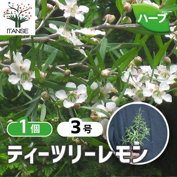 【レモンの香りの常緑樹。大きくなればお庭のシンボルツリーにも】オーストラリア東海岸の沼沢地帯に自生する樹高8mほどまで生長する常緑樹で、青みがかった葉にはほのかに柑橘系の香りがあります。葉に殺菌力および抗菌力があり、オーストラリアの先住民ア...