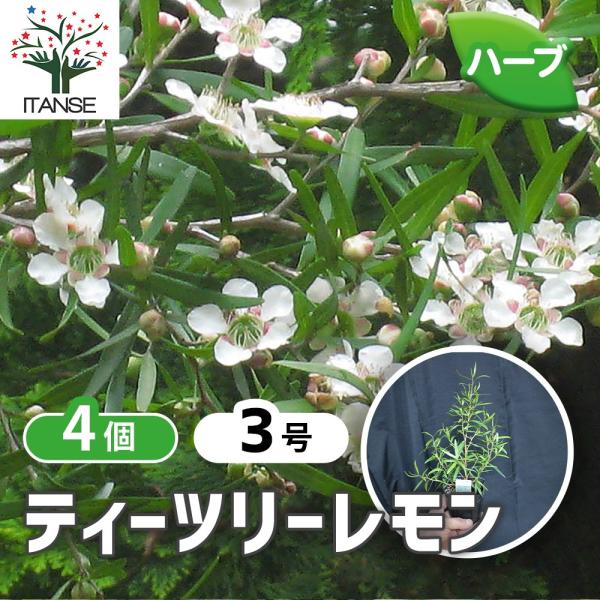 【レモンの香りの常緑樹。大きくなればお庭のシンボルツリーにも】オーストラリア東海岸の沼沢地帯に自生する樹高8mほどまで生長する常緑樹で、青みがかった葉にはほのかに柑橘系の香りがあります。葉に殺菌力および抗菌力があり、オーストラリアの先住民ア...
