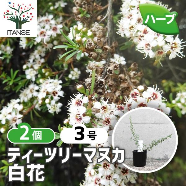 ティーツリーマヌカは、ニュージーランド原産のティーツリーの仲間です。マヌカのハチミツはマヌカハニーと呼ばれ、とても美味しいです。梅に似たきれいな花を咲かせます。葉は、スッキリとした香りで、生でもドライでもお茶になります。精油も抽出でき、疲労...