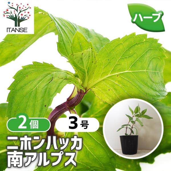 【品種特徴】南アルプスは、山梨県に自生する和ハッカです。ハッカ草の中でメントールが最も多い品種であり、「65〜85％」を含有しています。ハーブティーや料理の香りづけ、ポプリ、ハッカ油など、活用方法は多岐に渡ります。【ニホンハッカについて】日...