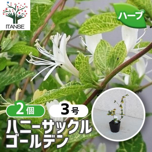 イングリッシュガーデンの代表種で、葉も花も美しいつる性植物です。コンテナでも栽培できますが、壁面やトレリスに這わせて楽しむことができます。葉は小さな卵型で、淡いグリーンの葉色には、黄金色の斑が入ります。花は筒状で、はじめは黄色、徐々に白く色...