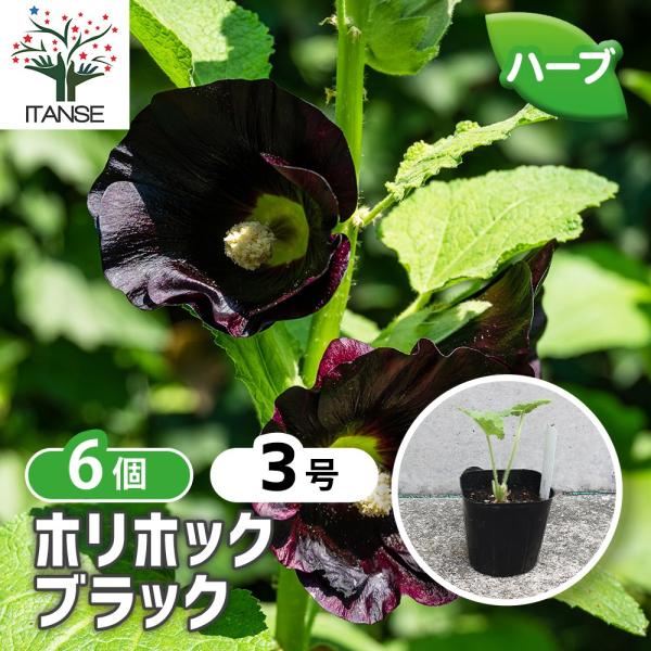 ホリホック ブラックは、一重の美しい黒い花を咲かせる品種です。ビロードのような質感の花はとても印象的で、一株だけでもお庭のアクセントになります。とても強健で、耐寒性・耐暑性があり、育てやすいです。ブラックマロウという名前でも流通しており、黒...