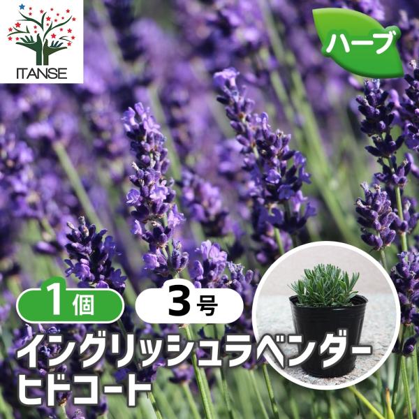 香りのよいイングリッシュラベンダー品種。花茎、花穂ともに短い小型のタイプで花がたくさん咲く品種です。花色は濃紫色でとても美しく、ラベンダー畑の風景には欠かせない品種です。葉はグレーがかった緑色です。 濃い紫色の花穂をたくさんつけます。 蕾が...