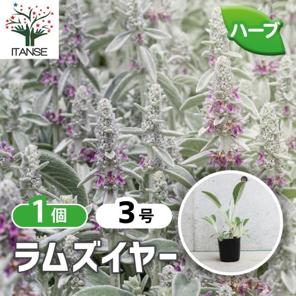 ラムズイヤーは、葉が白い毛で覆われており「羊の耳」の名前の通り、柔らかな手触りが特徴のハーブです。美しいシルバーリーフは、カラーリーフとしても人気です。葉は、ほんのり香りがあり、ドライリーフやポプリにも使われたりします。初夏頃から薄紫色の花...