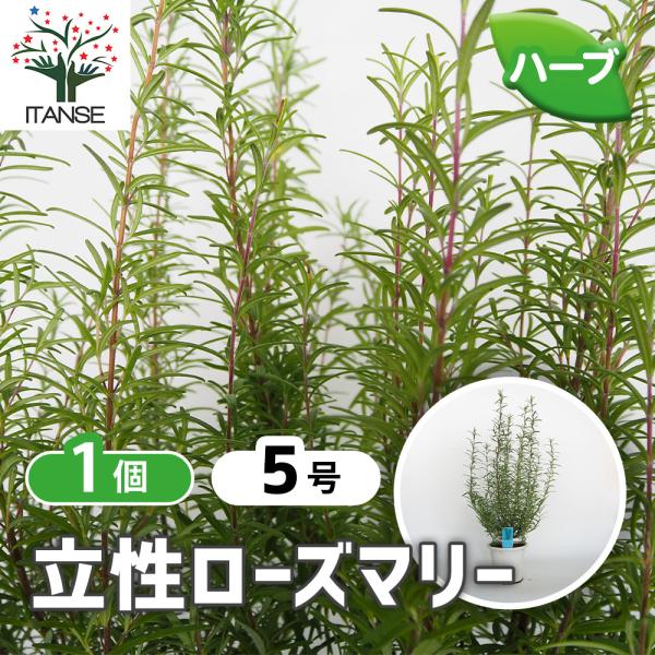 【品種特徴】 地中海沿岸原産の代表的なハーブで、すっきりとした強い芳香が魅力です。 この「立性」タイプは、枝が上にまっすぐ伸びる木立ち性のローズマリー。生長するとしっかりとした木質になり、生垣や庭のアクセントとして楽しめます。 葉はいつでも...