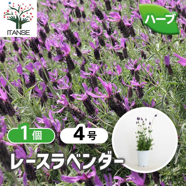 【品種特徴】 レースのように繊細で美しい切れ込みが入ったシルバーリーフが特徴の観賞用のラベンダー。 葉だけでも観賞価値が非常に高く、寄せ植えや花壇で他の植物を引き立てる名脇役としても活躍します。 ふっくらとした花穂と鮮やかな紫色が美しく、レ...
