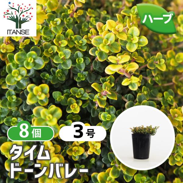 【品種特徴】美しい葉色と、レモンのような爽やかな香りが楽しめるクリーピングタイム。葉色は季節によって変化。緑色の葉に鮮やかな黄色の斑が入り、秋冬の寒い時期にはブロンズレッドに美しく紅葉します。一年を通してカラーリーフとして楽しめるため、寄せ...