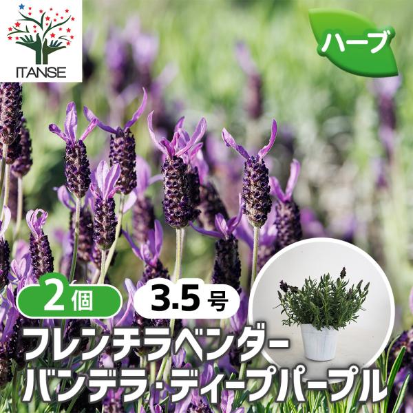 【品種特徴】花穂の先端につくウサギの耳のような苞葉(ほうよう)が愛らしい、フレンチラベンダーの仲間です。「バンデラ」シリーズは、従来種よりもコンパクトにまとまり、分枝性に優れてたくさんの花を咲かせるのが特徴。「ディープパープル」は、ひときわ...