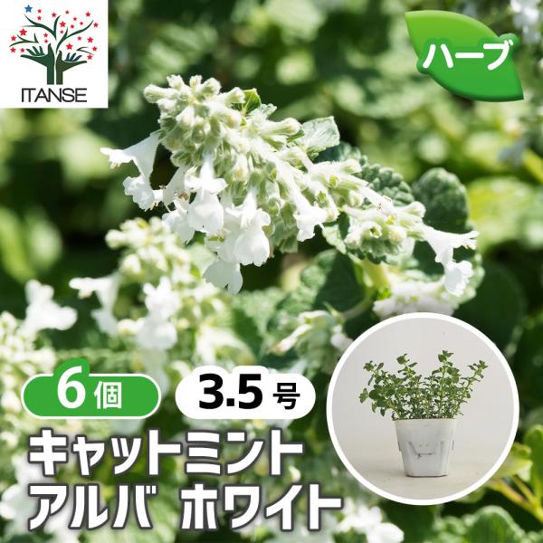 【品種特徴】 猫が好むハーブとして知られるキャットミント(ネペタ)の清楚な白花品種。 一般的な青紫色のキャットミントとは異なり、純白の小さな花が穂状に咲き誇ります。 葉は細かい毛に覆われており、全体がシルバーがかって見えるため、カラーリーフ...