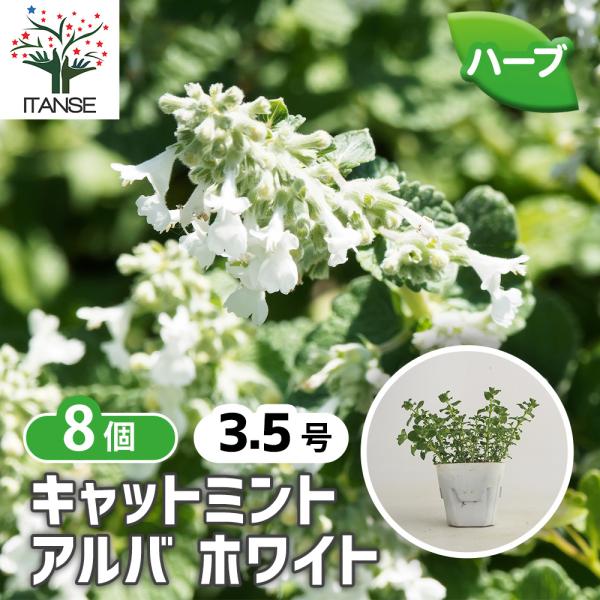 【品種特徴】 猫が好むハーブとして知られるキャットミント(ネペタ)の清楚な白花品種。 一般的な青紫色のキャットミントとは異なり、純白の小さな花が穂状に咲き誇ります。 葉は細かい毛に覆われており、全体がシルバーがかって見えるため、カラーリーフ...