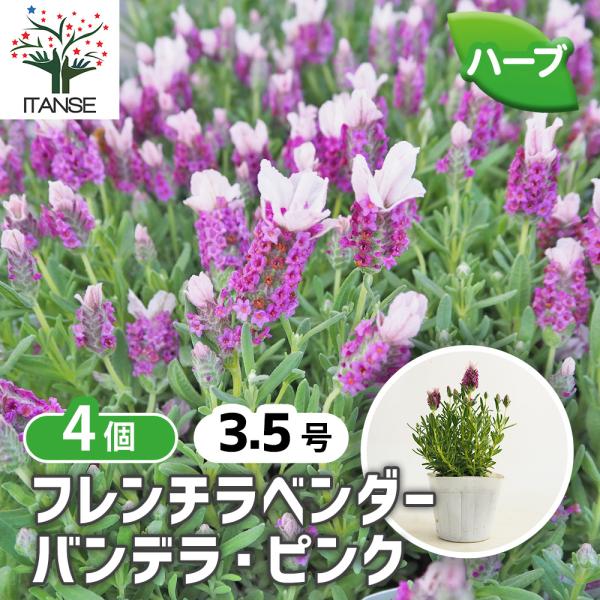 【品種特徴】花穂の先端につくウサギの耳のような苞葉(ほうよう)が愛らしい、フレンチラベンダーの仲間です。「バンデラ」シリーズは、従来種よりもコンパクトにまとまり、分枝性に優れてたくさんの花を咲かせるのが特徴。「ピンク」は、やわらかなピンクが...