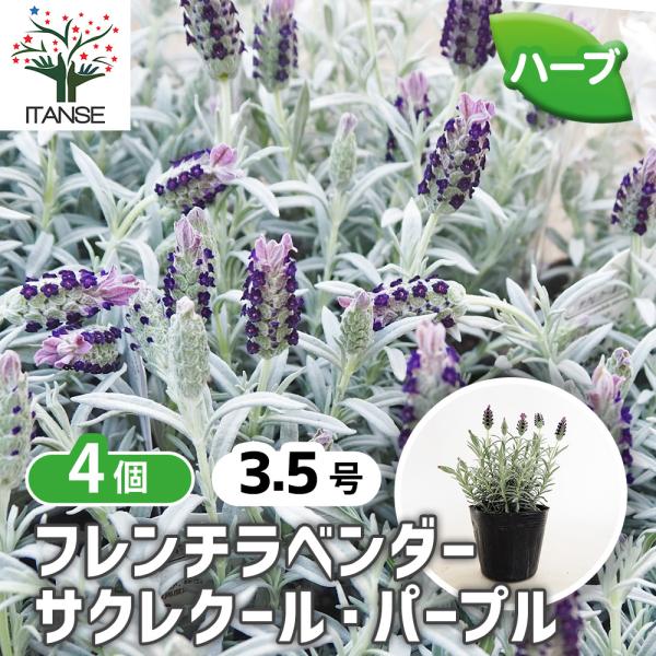 【品種特徴】 花穂の先端につくウサギの耳のような苞葉(ほうよう)が愛らしい、フレンチラベンダーの仲間です。 最大の特徴は、花のない時期でも一年中楽しめる、美しいシルバーリーフ。 春になると、この銀白色の葉の中から濃いパープルの花穂が立ち上が...