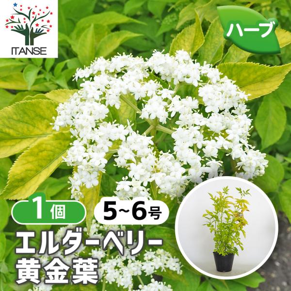 【品種特徴】ゴールデンエルダーとも呼ばれ、葉が美しい黄金葉になり、お庭のシンボルツリーや場所を明るくしたいときに使用できる品種。春先は特に黄色味が強く、夏はライムグリーン色になる。花は香りの良い白花。この品種は葉が明るいライムグリーンでカラ...