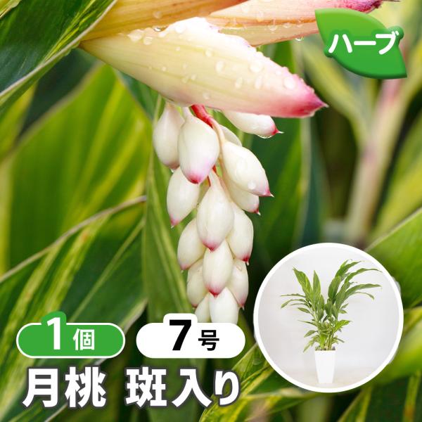 【品種特徴】緑色の葉に、クリームイエローの斑が不規則に入る、美しい斑入り品種です。葉にはショウガ科特有の爽やかな香りがあり、お部屋に南国の雰囲気を演出してくれます。観賞用としてだけでなく、ハーブとしても楽しめます【検索キーワード】苗 月桃 ...