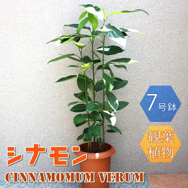 低温と日当たりに注意すれば意外に育てやすい観葉植物です！さし木で増やすこともできます。葉は濃い緑色で光沢があり、かわいい卵形です。また、縦に3〜5本葉脈の線がくっきりと入るのが特徴的です。“シナモンスティック”として市販されているのは、樹皮...