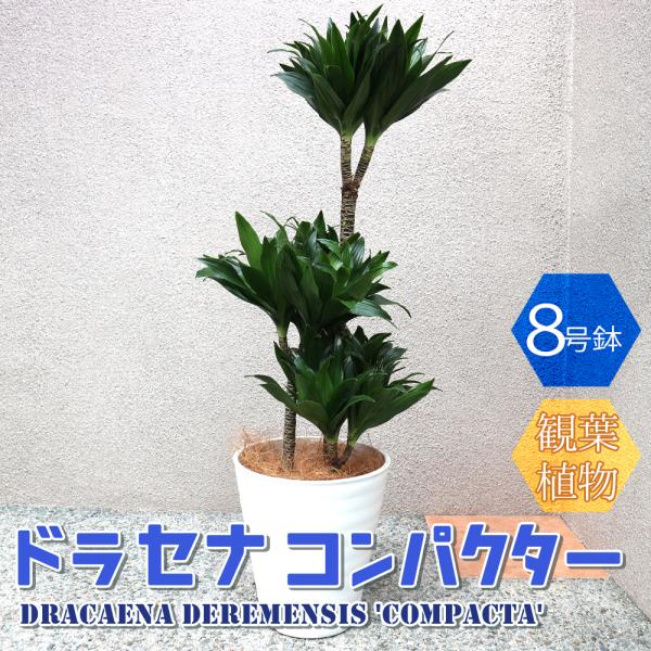 初心者にも育てやすい観葉植物として人気！ドラセナ属の常緑小低木の矮性種です。葉は深緑色で披針形、茎に密集輪生します。樹高が低く、日陰でも育ち、場所を取らないので、テーブルや机上等の隙間でも置くことが出来るコンパクトな観葉植物で、葉が取れた後...