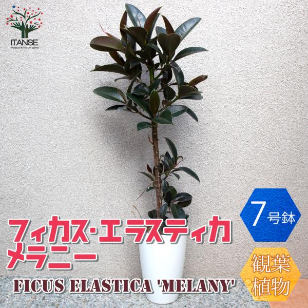 初心者にも丈夫で育てやすい観葉植物として人気！インドゴムの木(Ficus elastica)の園芸品種で、肉厚で光沢のある黒っぽい葉っぱが美しい品種です。メラニーは新種のゴムの木の仲間で、まだ流通量が少ない品種です。葉の大きさは一般的なゴム...