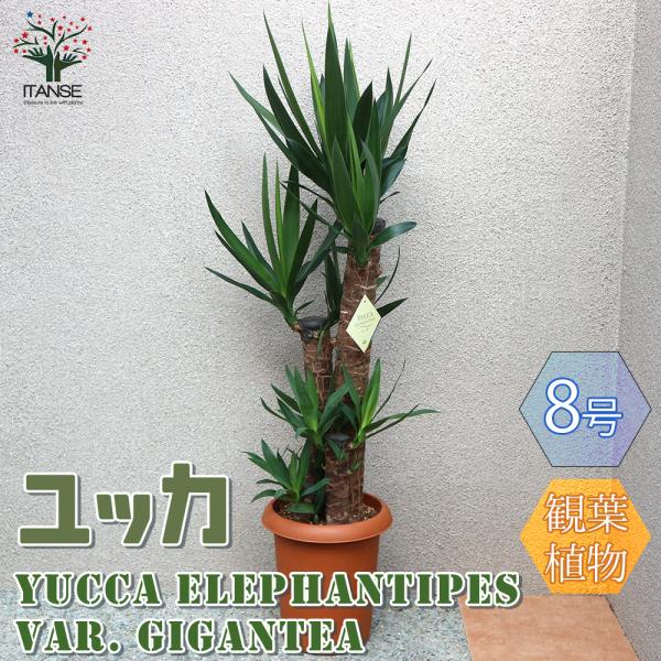 育てやすい観葉植物の代表のような品種です。別名は「成長・発展の木」で、ユッカのまっすぐに伸びる性質や、新芽が力強く次々と芽吹く様子から付けられたと言われています。ユッカエレファンティペスはメキシコからグアテマラにかけて分布します。 ユッカの...