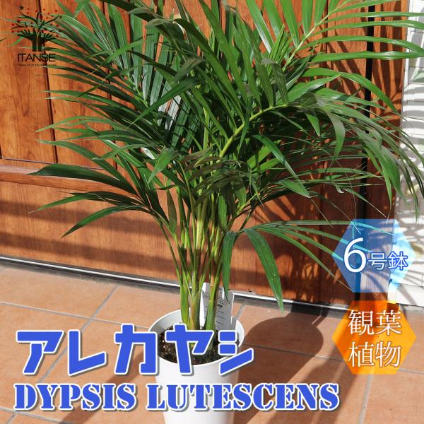 初心者にも丈夫で育てやすい観葉植物として定評のあるアレカヤシ。置き場所を選ばない、ちょうど良いサイズの6号鉢です。おしゃれで涼しげな細い葉がお部屋を明るく彩ります。学名：Dypsis lutescens　原産国：マダガスカル、アフリカ等熱帯...