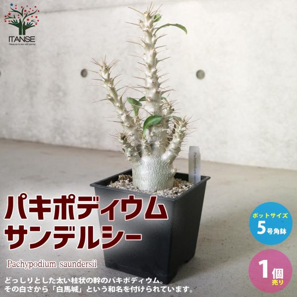 パキポディウムは、塊根植物の一種。サンデルシーはどっしりとした太い柱状の幹のパキポディウムで、その白さから「白馬城」という和名を付けられています。晩夏から初秋にかけて白い花を咲かせ、まれにピンク色の花を咲かせる個体もあります。春から葉が展開...