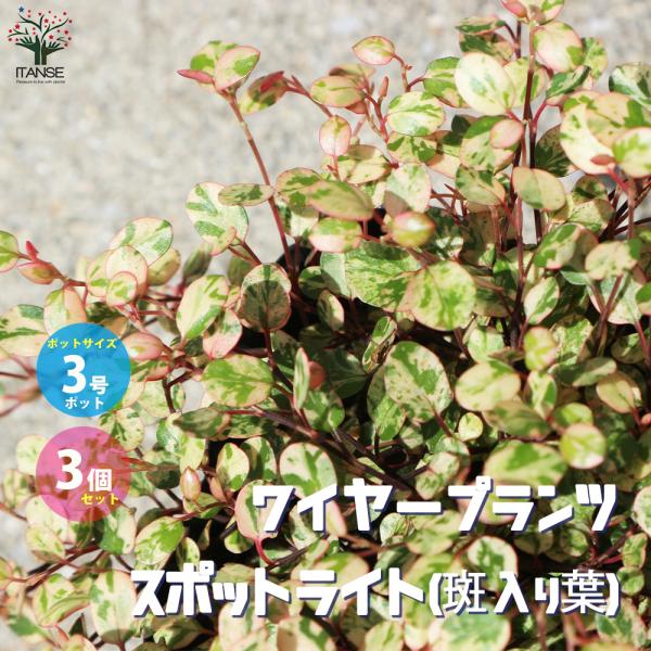 【PVP登録品種：第21169号】 ワイヤープランツは、細い茎がワイヤー(針金)のように見えることから、そう呼ばれています。 細い茎に、小さい丸い小葉がたくさんついており、這うように伸びていきますので、寄せ植えや、ハンギング、グランドカバー...