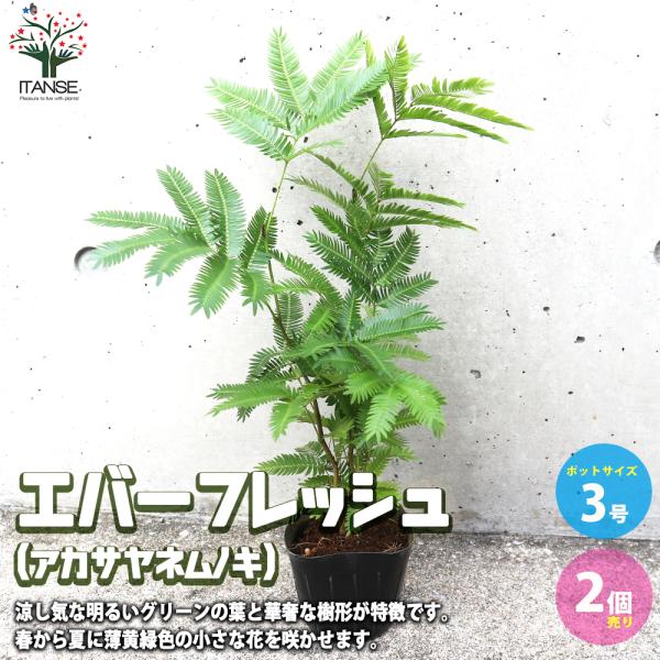 日本では観葉植物として人気ですが、現地では30mを超すほどの高木になります。 涼し気な明るいグリーンの葉と華奢な樹形が人気です。 同じマメ科のネムノキと同じく、夜になると葉を閉じて眠ります。 これを就眠(睡眠)運動と言います。 この就眠運動...