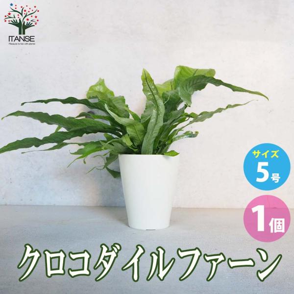 クロコダイルファーンは、シダ類の着生植物です。最大の魅力は、ワニのウロコのような葉です。葉脈が網のように走っており、その模様がワニのウロコそっくり！葉にはツヤがあり、光の反射によって、ウロコ模様の凹凸まで分かるほど、しっかり模様が浮き出てい...