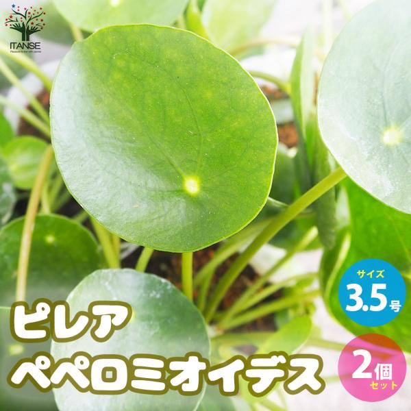 ピレア・ペペロミオイデスは丸くて可愛らしい大きな葉を持つ、可愛らしい観葉植物です。 葉の色は、艶のある鮮やかな緑色でやや多肉質です。 ペペロミアは、ギリシア語で「コショウ」を意味する「peperi(ペペリ)」からつけられています。 また、ペ...