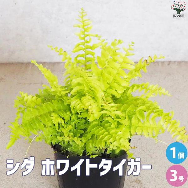 明るい葉に、美しいトラ柄の斑が入るシダです。ヤンパルタマシダの突然変異種と言われており、草丈は30〜40cmと低い矮性種になります。幼株では斑がないことがありますが、育成次第では斑が徐々に入っていきます。※日照条件で葉の斑入りの程度が変化す...