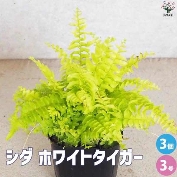 明るい葉に、美しいトラ柄の斑が入るシダです。ヤンパルタマシダの突然変異種と言われており、草丈は30〜40cmと低い矮性種になります。幼株では斑がないことがありますが、育成次第では斑が徐々に入っていきます。※日照条件で葉の斑入りの程度が変化す...