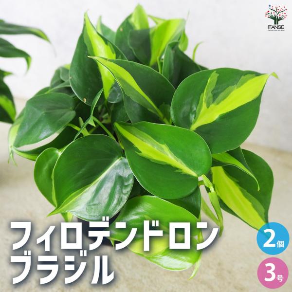 縦に入った黄〜緑色の斑が入った観葉植物です。エメラルドグリーンの綺麗な葉にはツヤがあり、照明を程よく照り返します。小さいながらも存在感があり、インテリアグリーンとして優秀です。鉢植えのほか、ハンギング仕立てにしてもよく映えます。【検索キーワ...