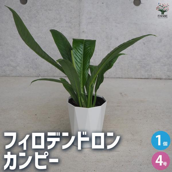 【品種特徴】 フィロデンドロン カンピーは、フィロデンドロンの中では珍しい細葉系の葉を持つ品種です。 長い葉で葉脈がはっきりと浮き出るため、見た目のインパクトがあり存在感を放ちます。 レースカーテン越しの光が当たるような、明るい日陰を好みま...