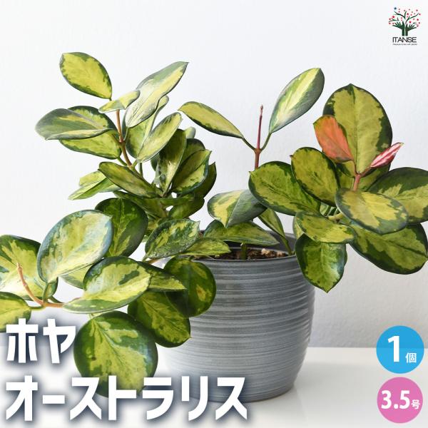 【品種特徴】つるを伸ばし葉が広がり、小柄な大きさで分厚い濃緑色の葉を広げるホヤです。葉の色は緑色と黄緑色で、緑色の中班が入ります。また、新芽は日を浴びると紅葉します。【ホヤ(桜ラン)について】ホヤは、樹木の幹や、岩に張り付く着生植物です。つ...