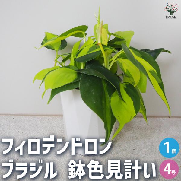 【品種特徴】縦に黄〜緑色の斑が入った観葉植物です。エメラルドグリーンの綺麗な葉にはツヤがあり、照明を程よく照り返します。小さいながらも存在感があり、インテリアグリーンとして優秀です。鉢植えのほか、ハンギング仕立てにしてもよく映えます。※鉢色...