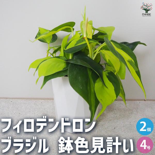 【品種特徴】縦に黄〜緑色の斑が入った観葉植物です。エメラルドグリーンの綺麗な葉にはツヤがあり、照明を程よく照り返します。小さいながらも存在感があり、インテリアグリーンとして優秀です。鉢植えのほか、ハンギング仕立てにしてもよく映えます。※鉢色...