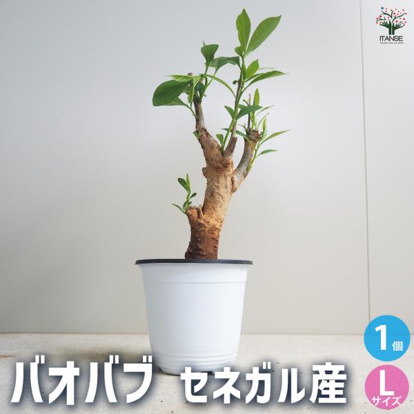 【品種の特徴】バオバブは、ふっくらと膨らんだような樹形が特徴的な植物です。原産地であるマダガスカルには、「バオバブ街道」と呼ばれる樹高30m超のバオバブが連なる街道があり、観光スポットとして人気です。日本においてはインテリアグリーンとして、...
