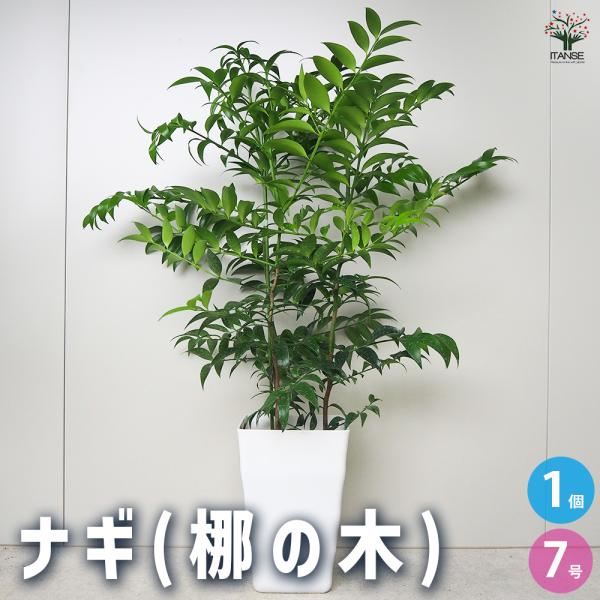 【品種特徴】ナギは、日本の暖かい地方において神社に植栽されることの多い常緑高木です。「凪」に通じることや、葉が対生であることから、航海安全や夫婦円満の縁起物として扱われることも多いです。広葉樹のような幅広の葉を持ちますが、針葉樹の仲間です。...